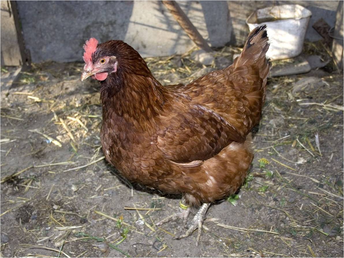 La ciencia es bella: La gallina y otros monstruos