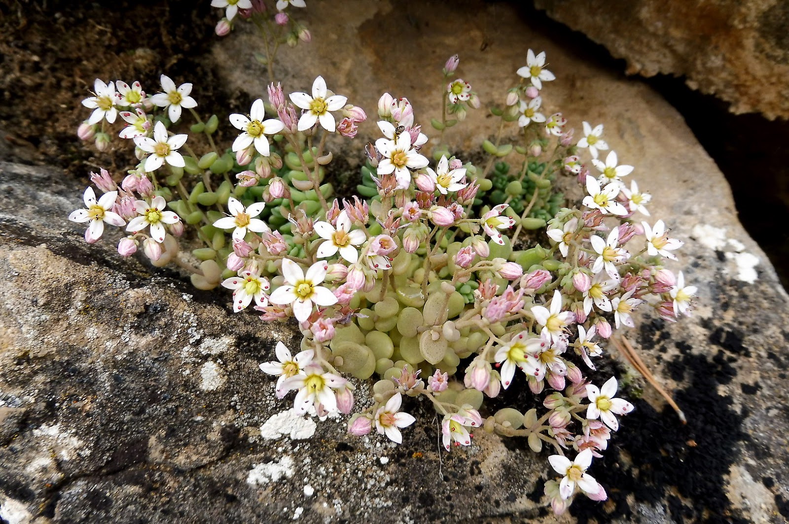 rocayflor: Rallas de Rapún