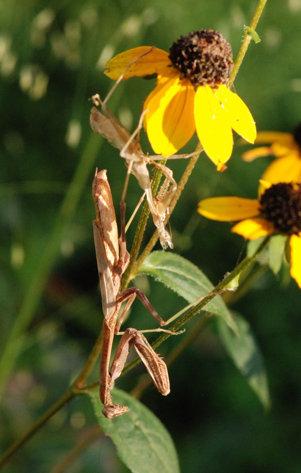 Gaia Garden: Newly Emerged Mantis, Ready to Gorge!