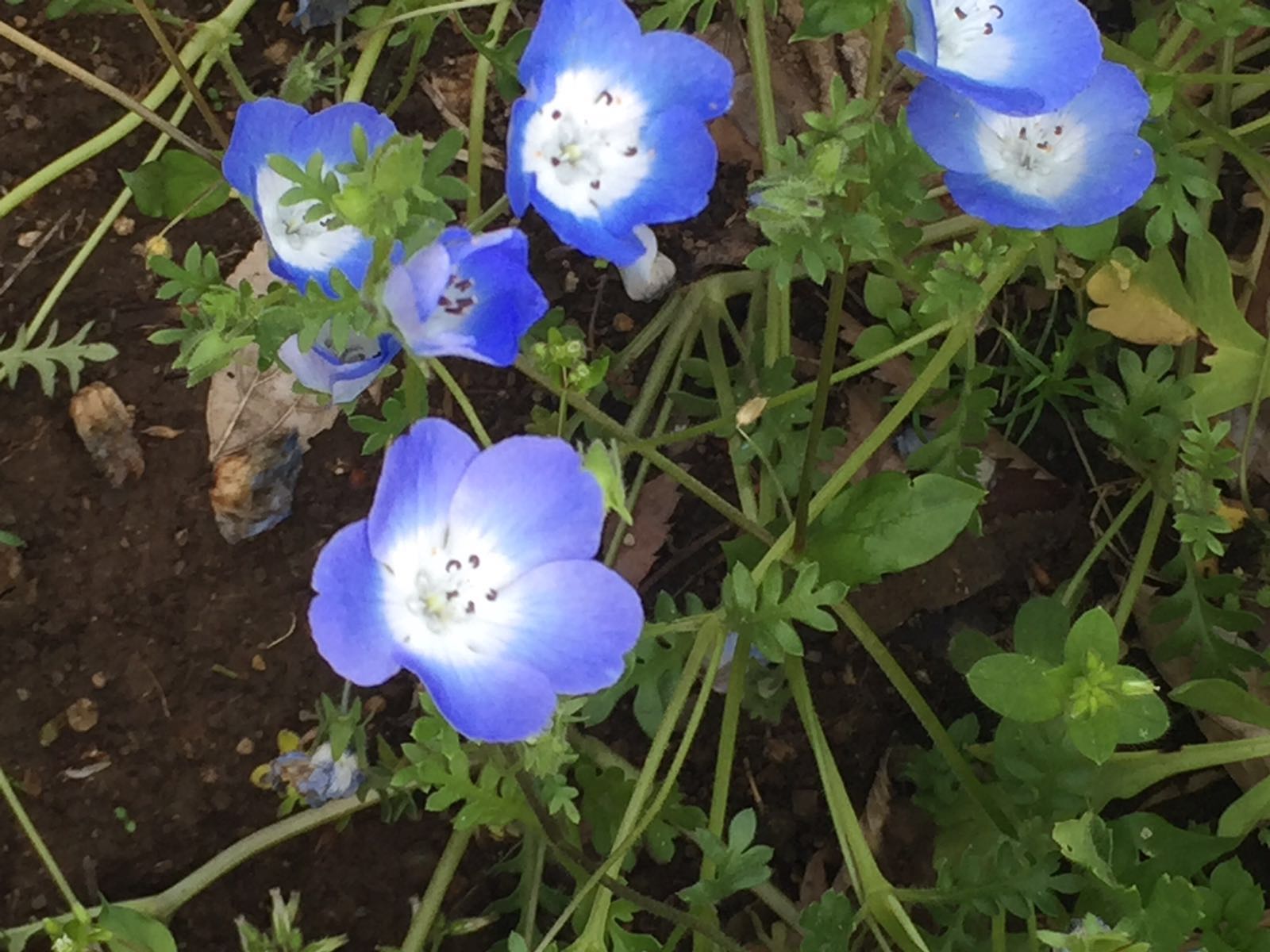 thatsthewayiblog: Japanese Bluebonnets