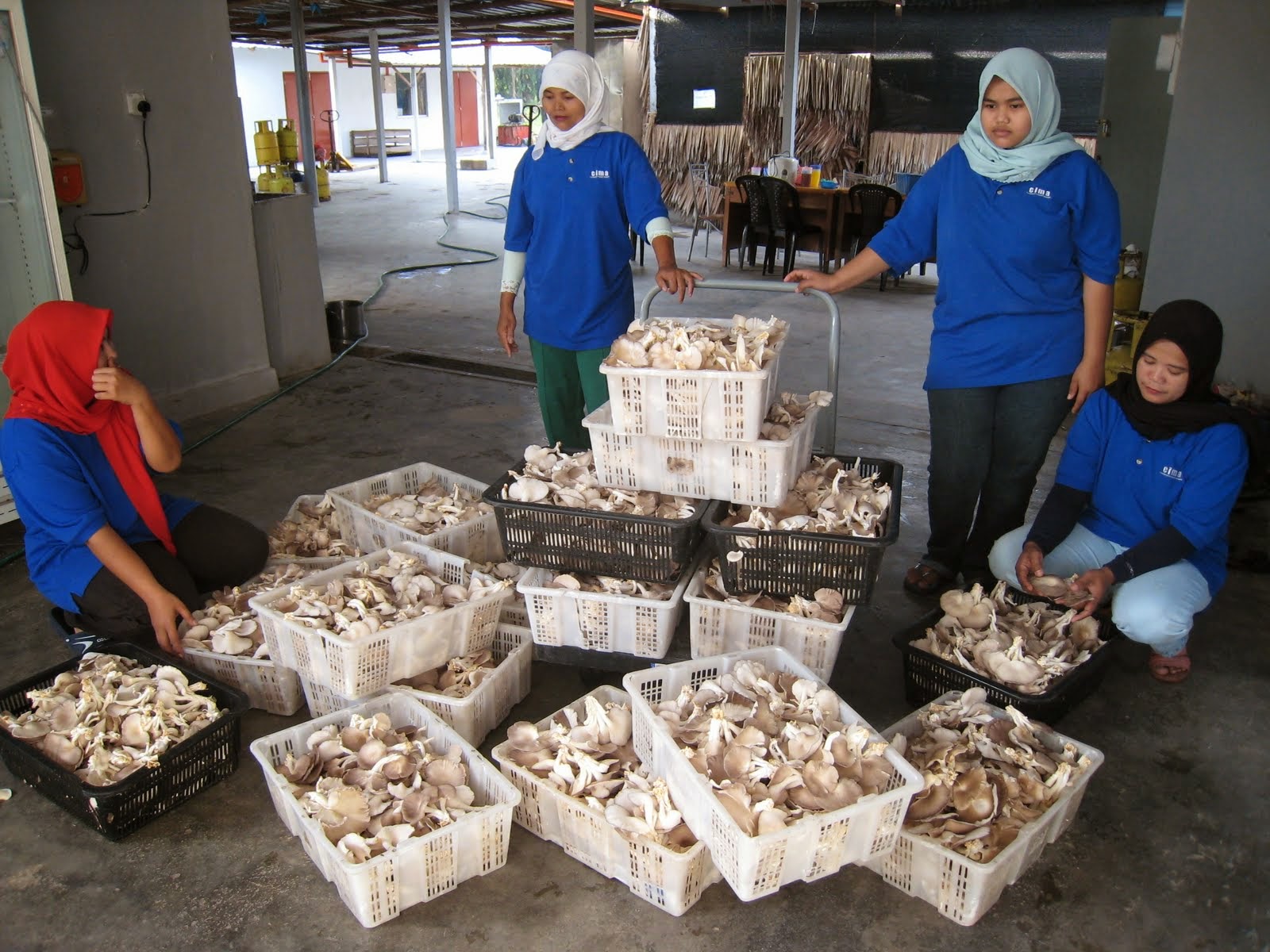 Cara Pembungkusan Cendawan