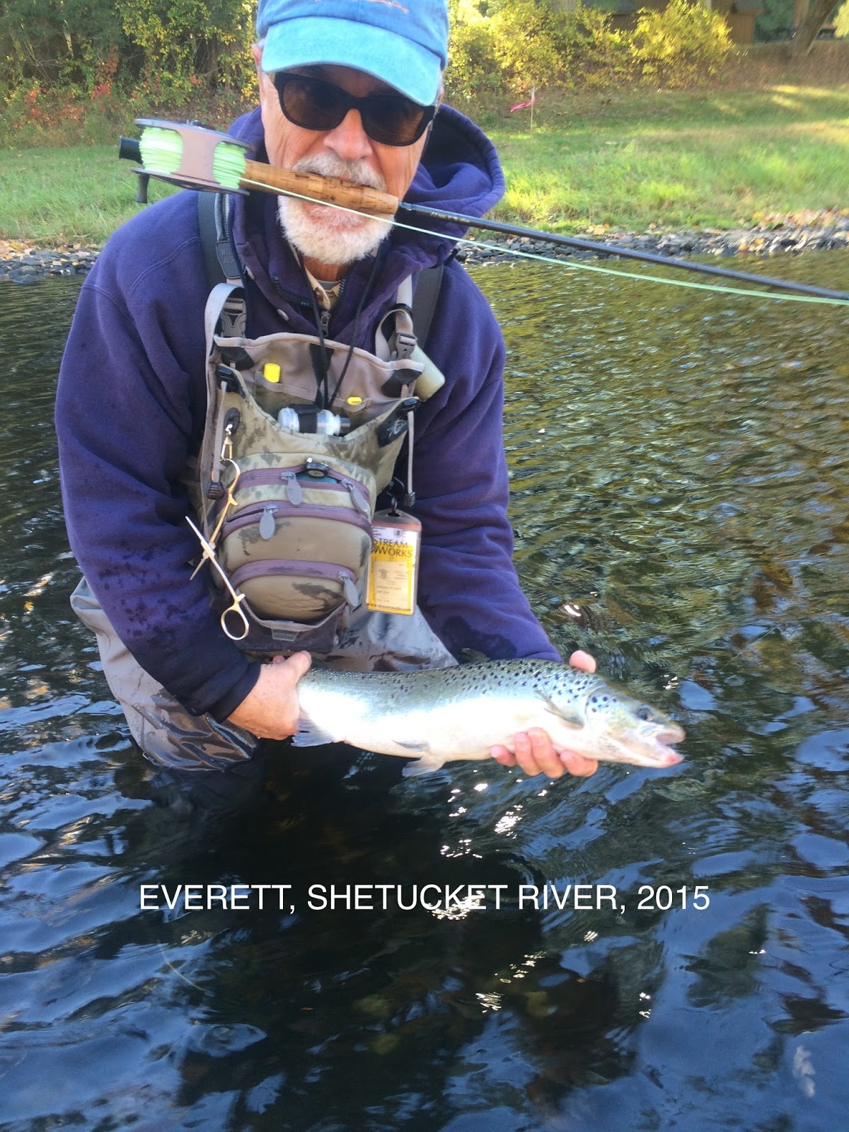 team7x : Salmon on the Shetucket...CT Fall Stocking Update