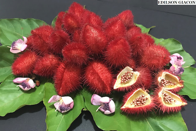 Viveiro Ciprest - Plantas Nativas e Exóticas: Urucum Peruano ou Colorau ...