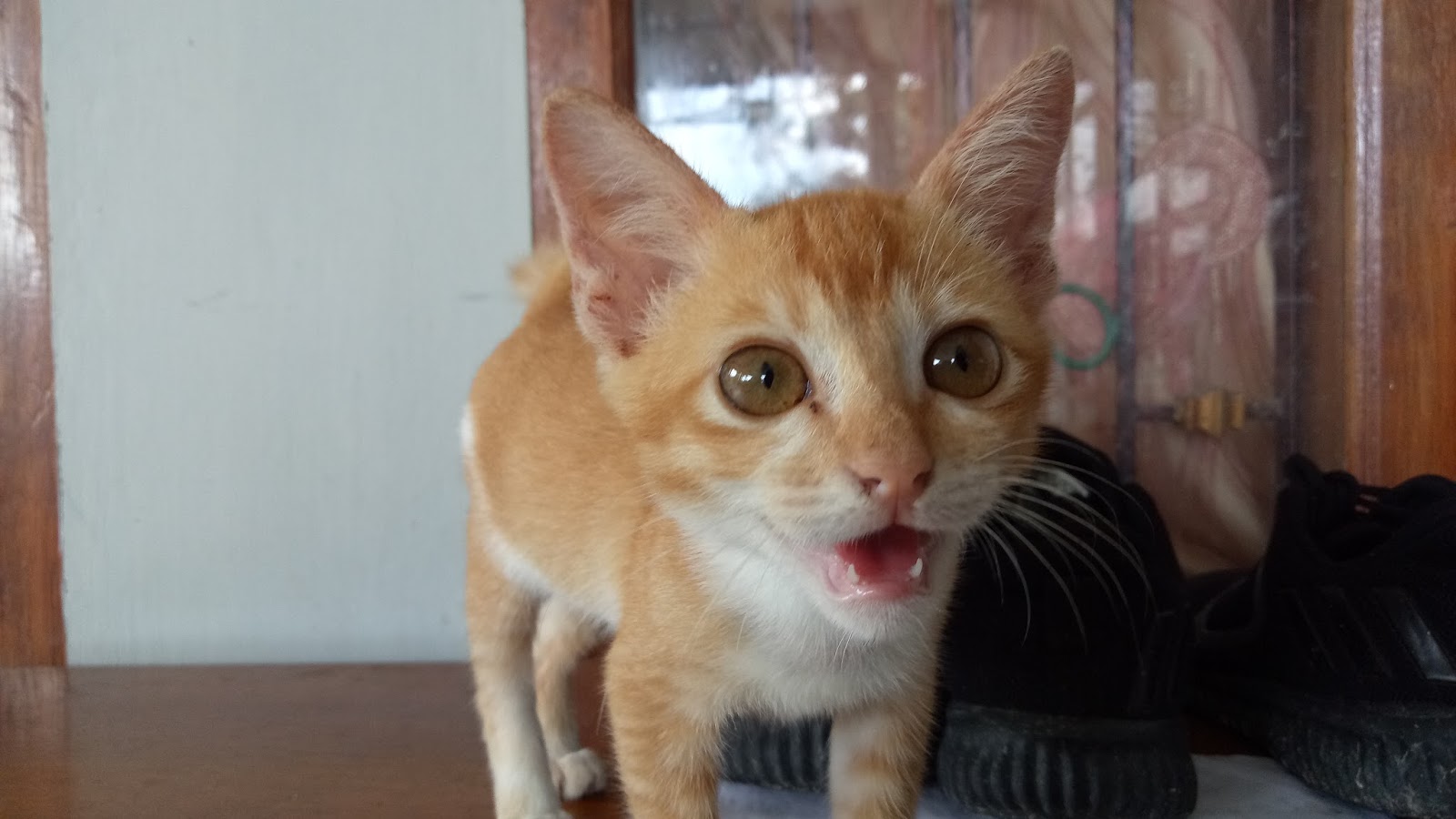 Kuyimuct-Yell: KUYI, Kucing comel imut unyu unch unch lope lope kuykuy ...