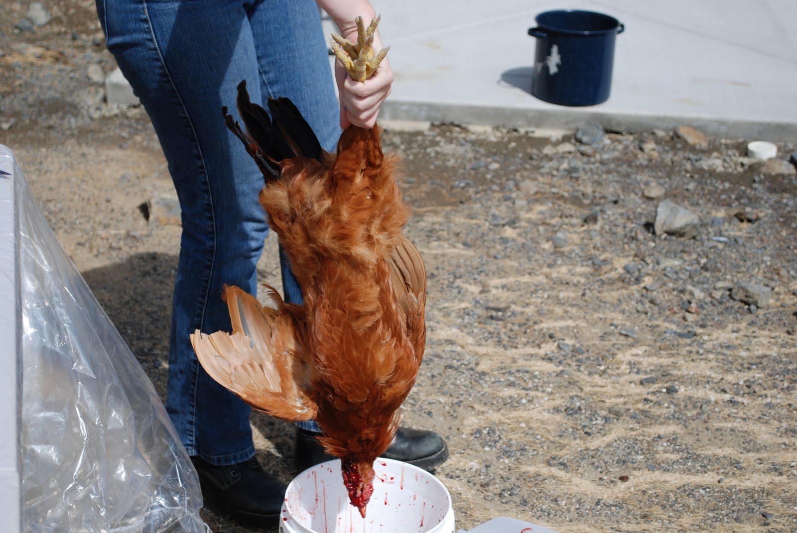 Jessica Bradshaw, Writer: RIP Rooster