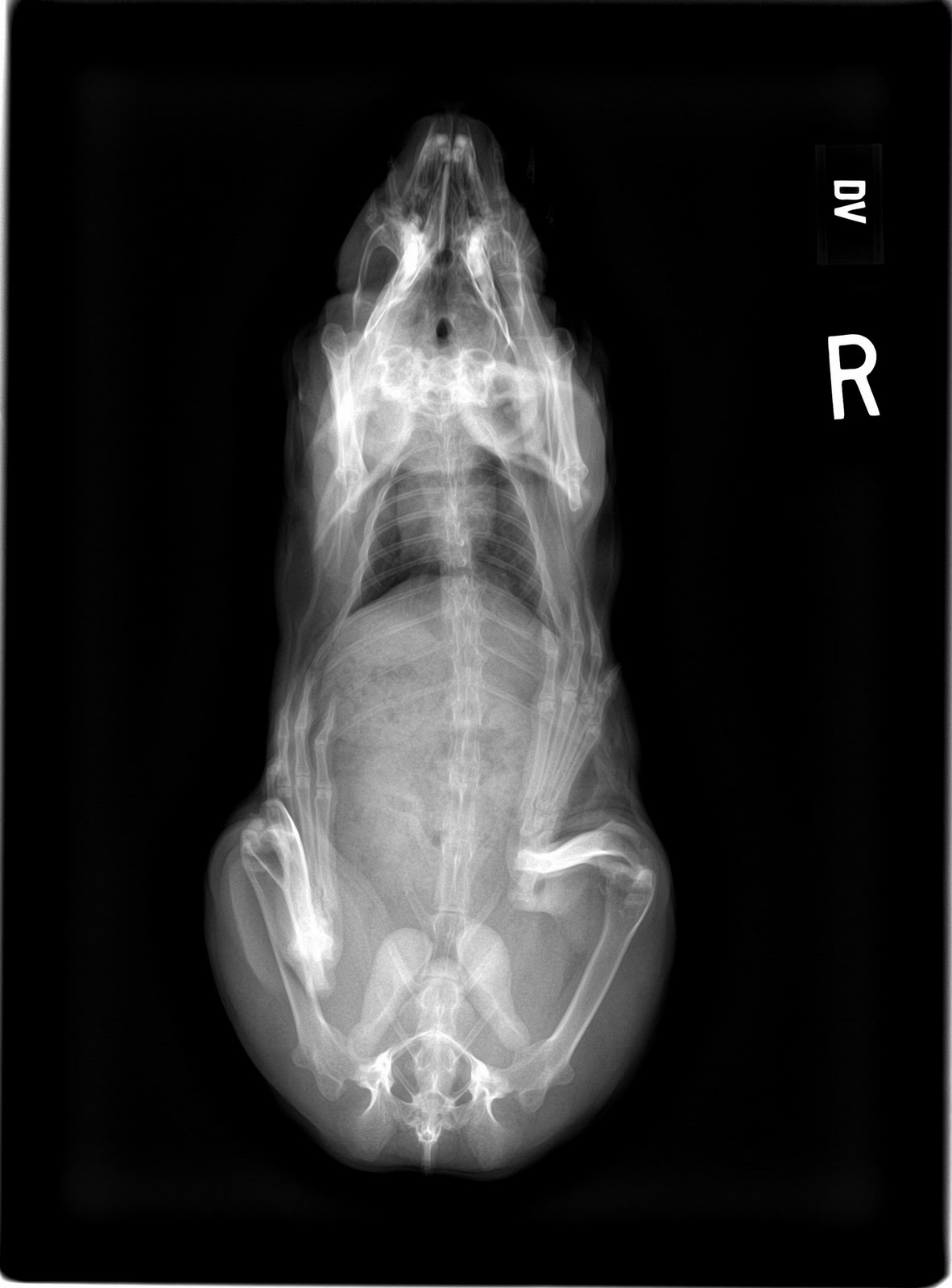 Great Bridge Vet: February 2011