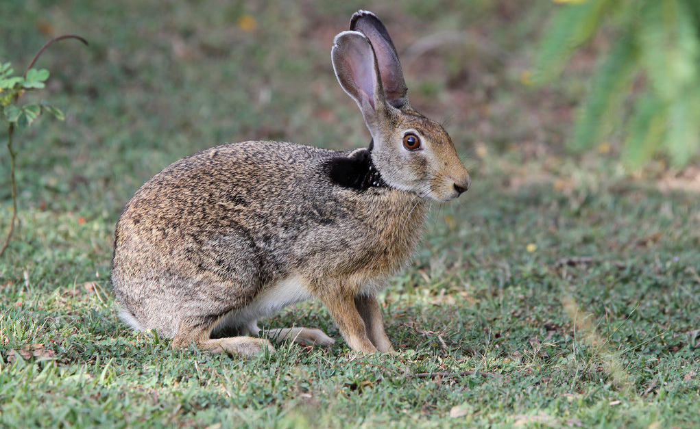 Zoolander: IT’S Black-naped ...AND Lanka’s ‘hari hawa’ is a hare