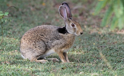 Zoolander: IT’S Black-naped ...AND Lanka’s ‘hari hawa’ is a hare