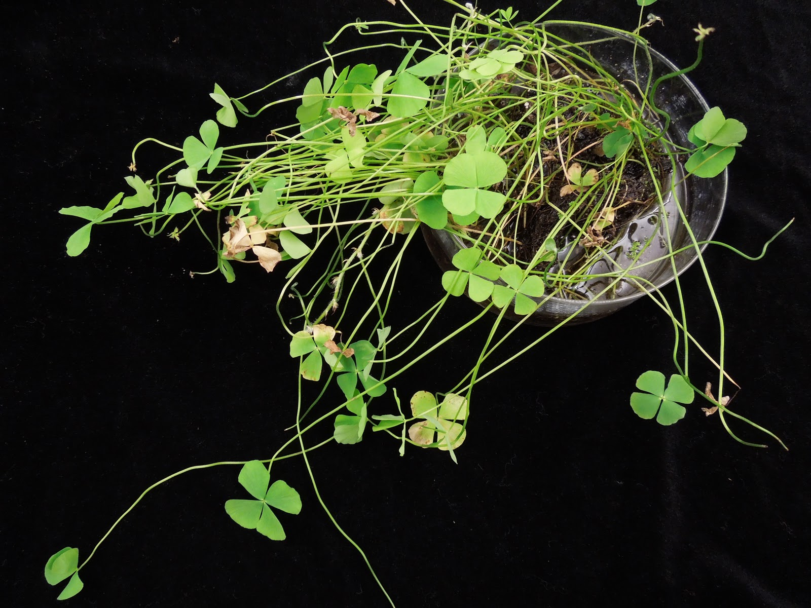 UF BOT 2710: Practical Plant Taxonomy: Lab 5: Lower vascular plants and ...