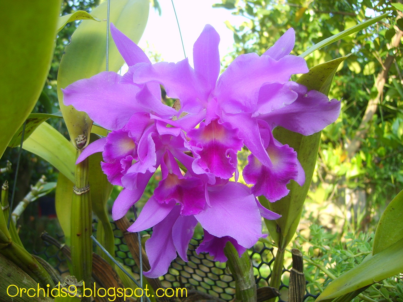 Orchids Flowers Pictures Bulbophyllum Vanda Cattleya Cymbidium ...