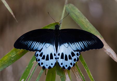 Blue Mormon | The Life of Animals