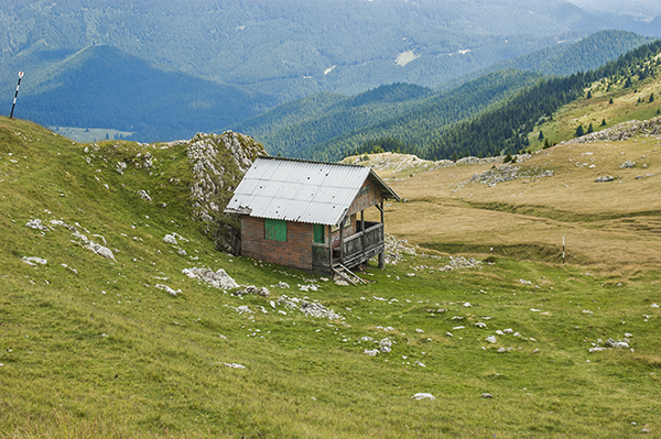 Am zarit o acvila ( Aquila pomarina - acvila țipătoare mică ) - Seminte ...