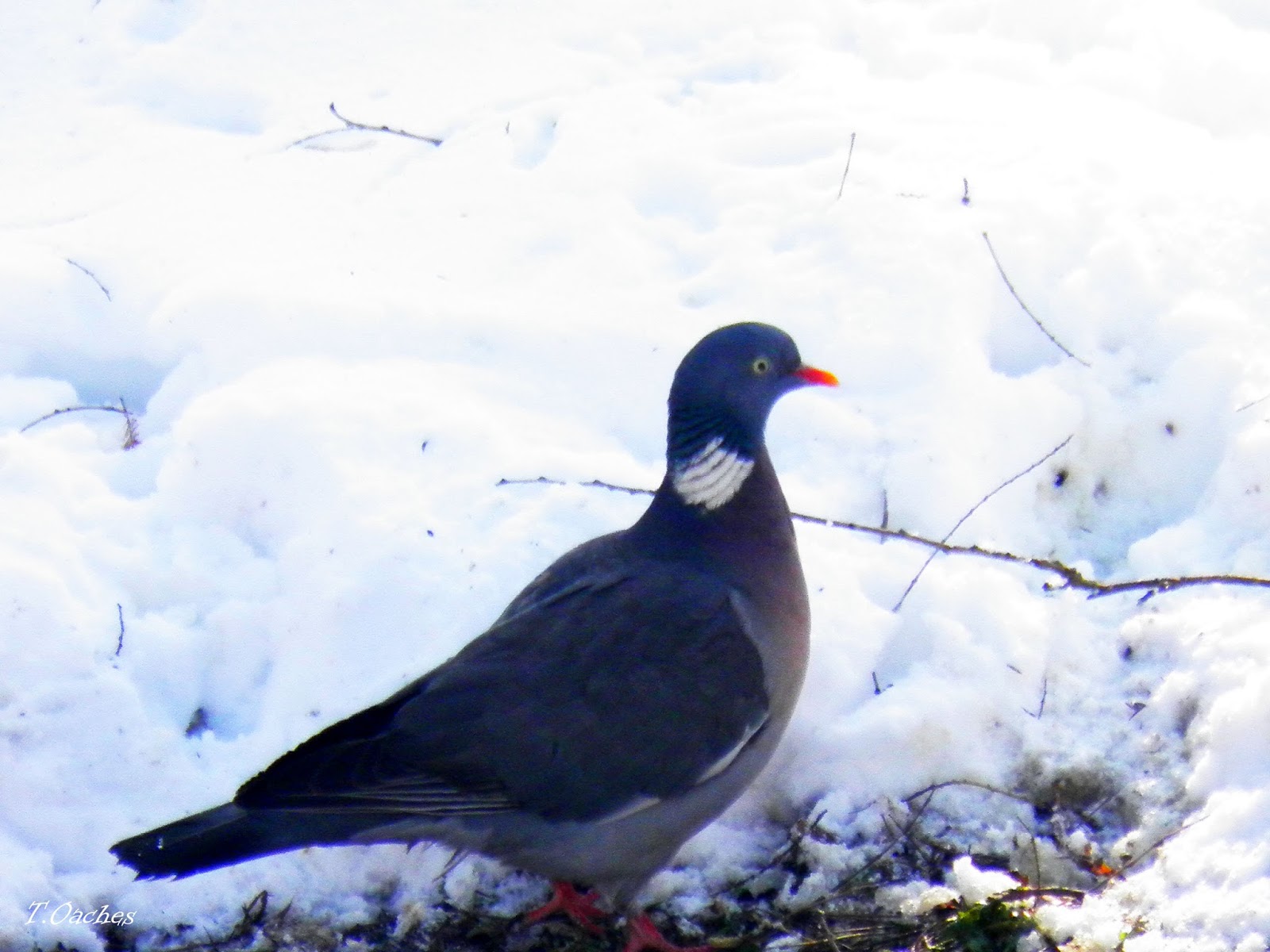 PASARI DIN ROMANIA: PORUMBEL SALBATIC GULERAT, Columba palumbus