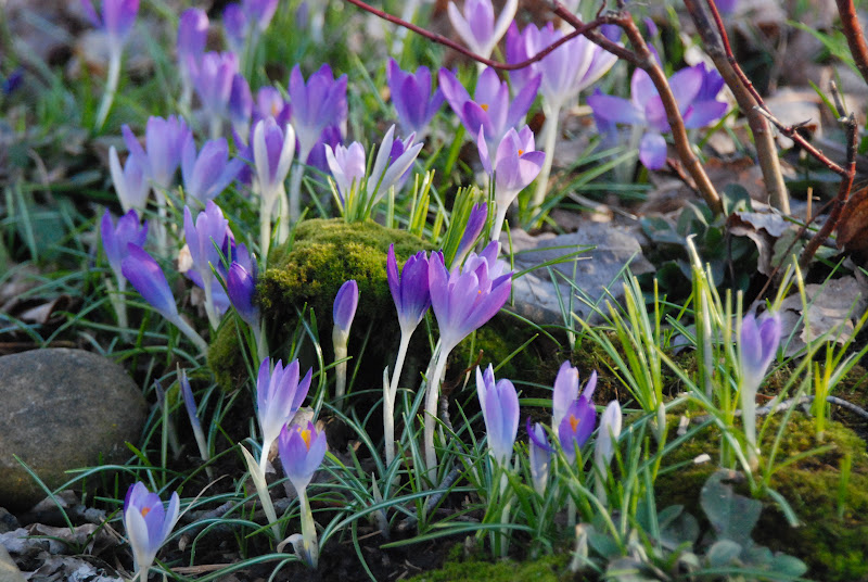 Wife, Mother, Gardener: Crocus tommasinianus... in February! oh my