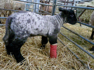 Lamb Walking On Knuckles/ Contracted Tendons