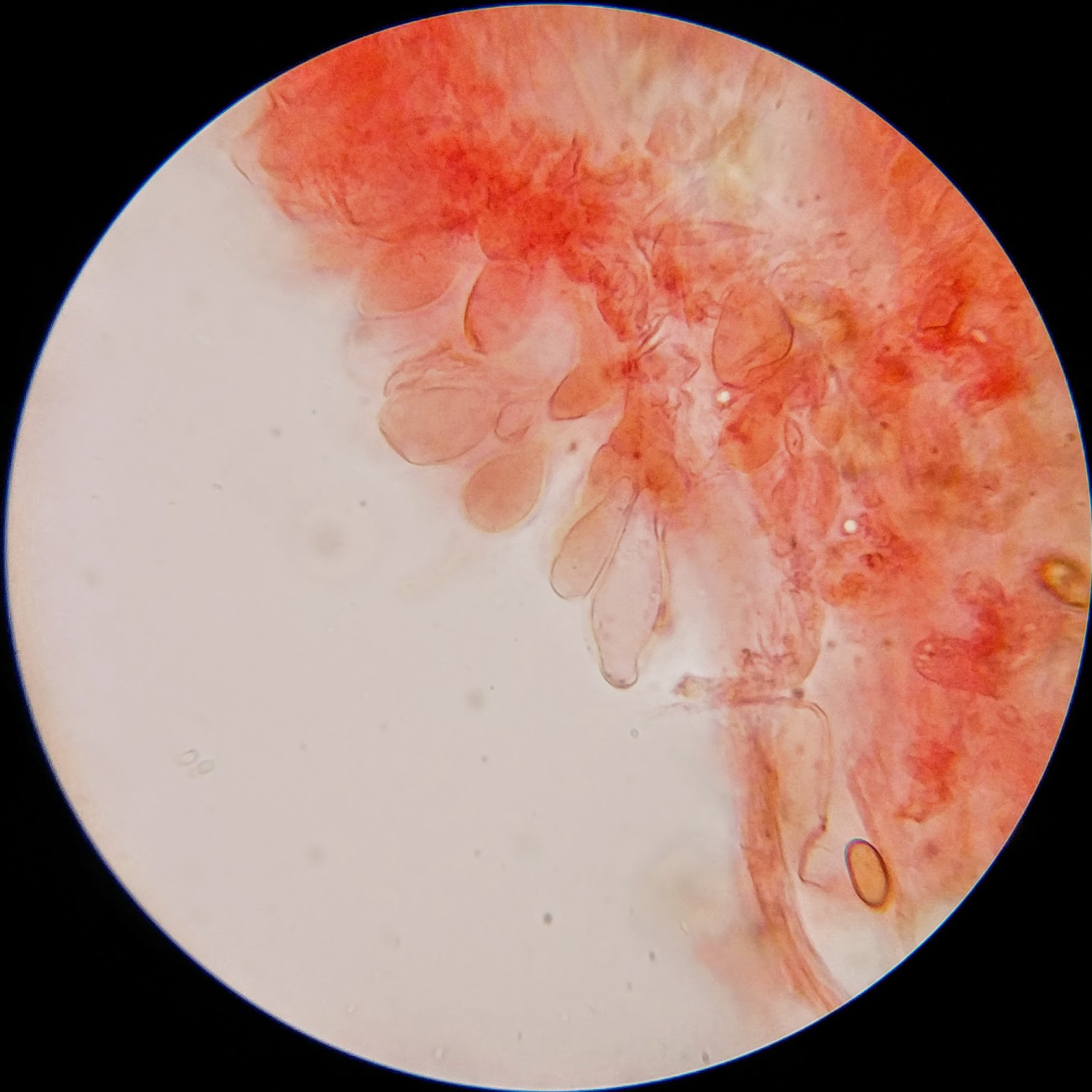 Misidentifying Fungi: October 2017