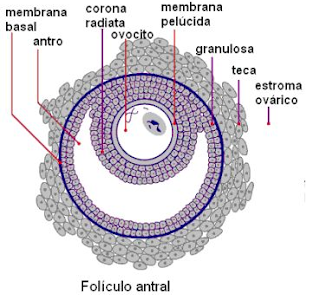 EMBRIOLOGIA UCC: CICLO OVARICO Y PIMERA SEMANA DE DESARROLLO