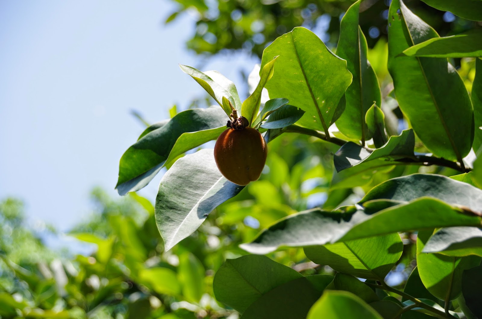 Trees and Plants: Butterfruit