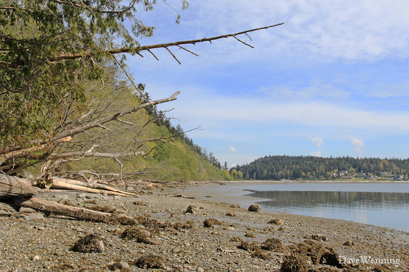 Similk Bay Shorebirds