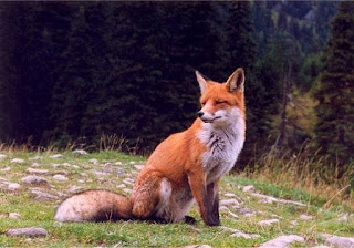 Liskowe pole.: LIS RUDY-POSPOLITY