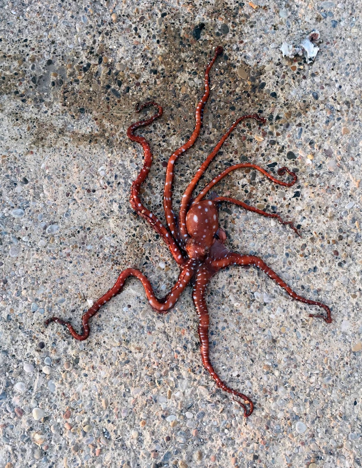 Pesca Surfcasting Spinning: Octopus Macropus