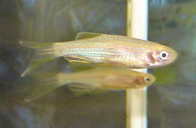 Shamudra Bilash: Danio, Shark & Barb Fish