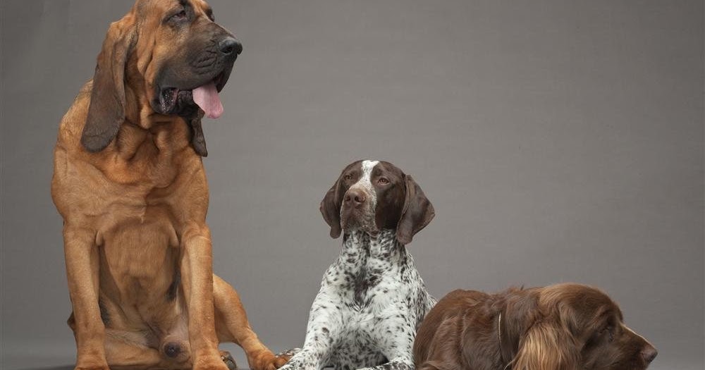 NUNCAJAMAS COCKER: UNA ESPECIE; MIL RAZAS