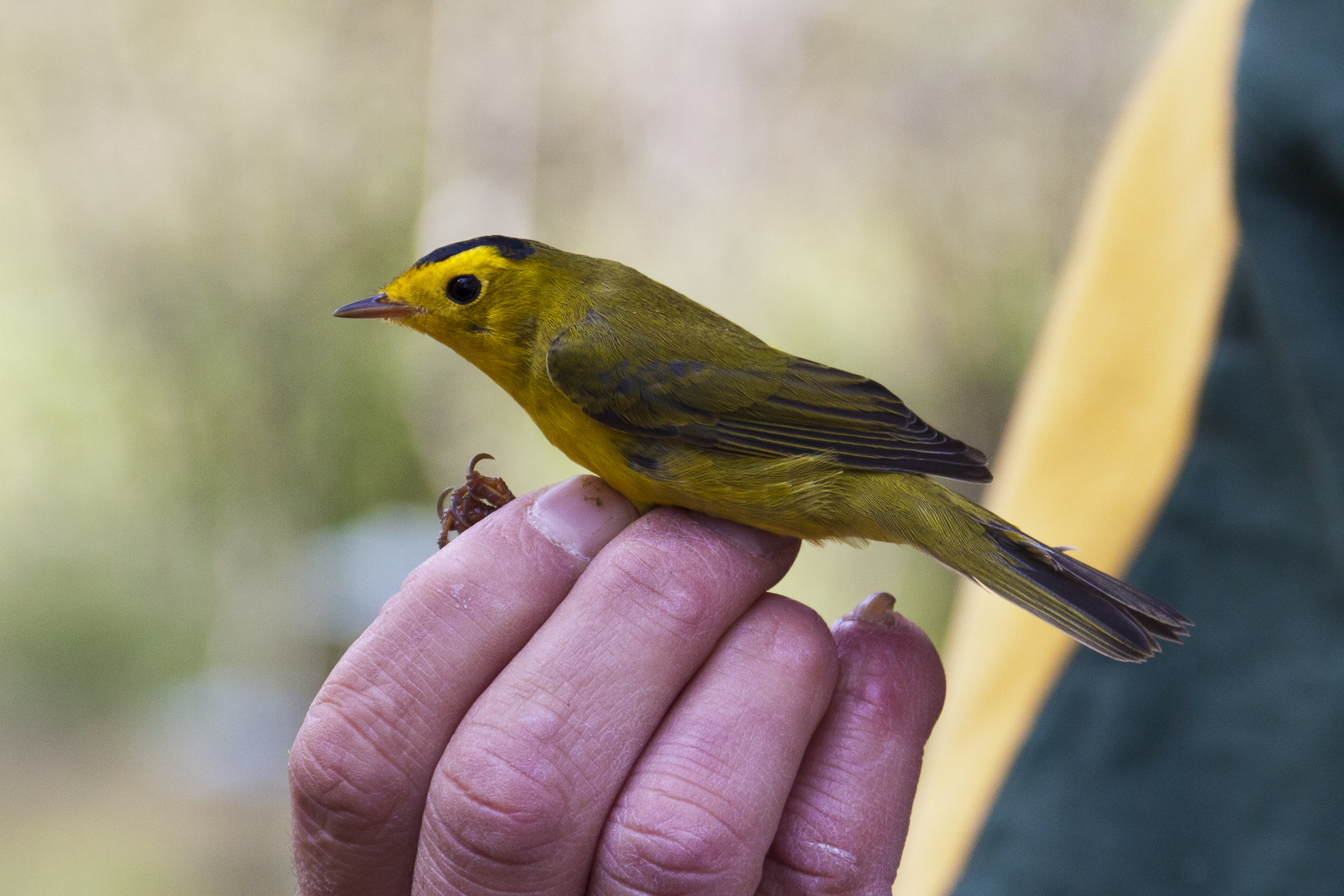 Just Our Nature: Bird Banding