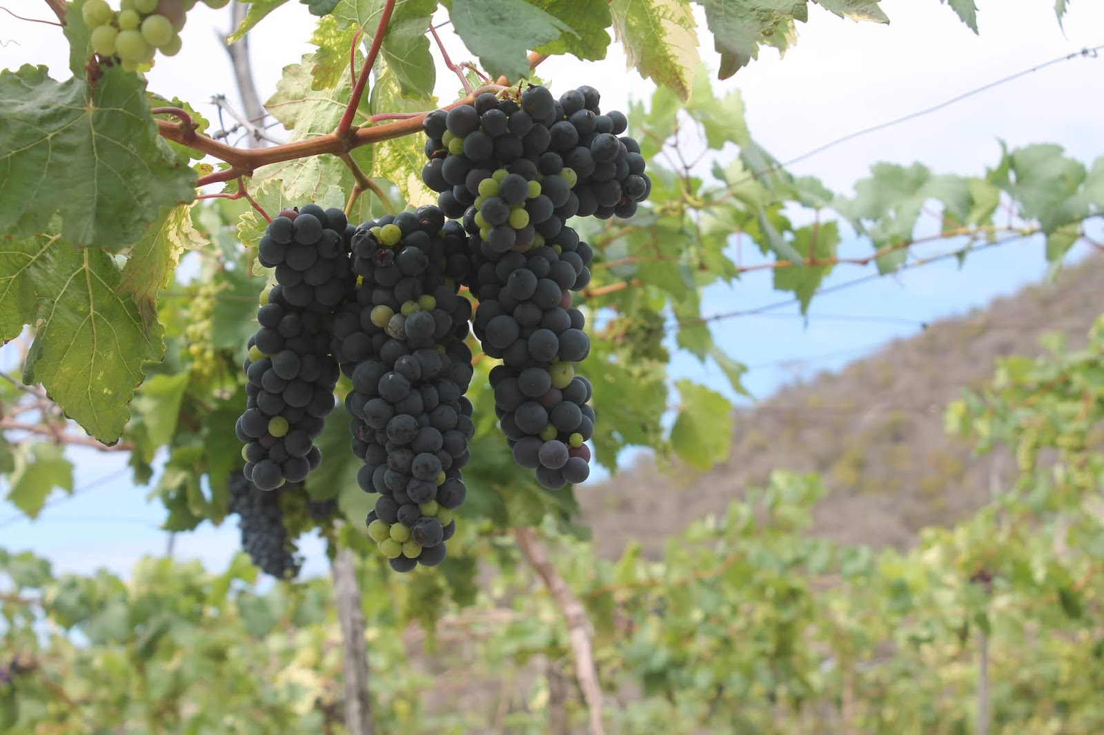 En Neiba, SOCUDEBA apuesta a la uva tempranillo para desarrollar vino ...