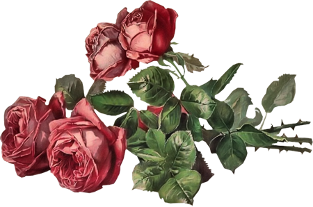 lilla's Gifs & Dividers: Rose/Roses