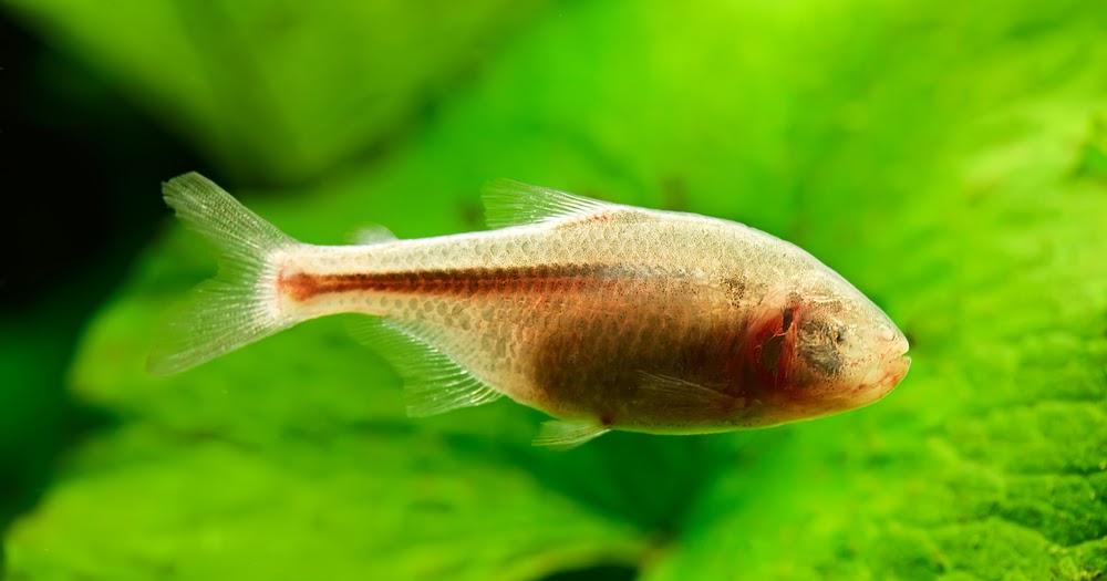 Olanchito,Honduras & the world: Lluvia de peces en Yoro Honduras