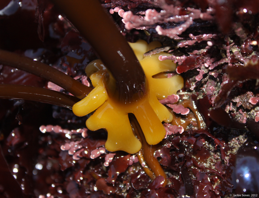 The Natural History of Bodega Head: Name that holdfast