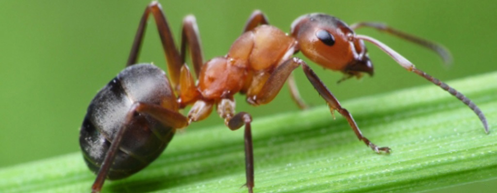 BichArte...¡Un lugar para quedArte!