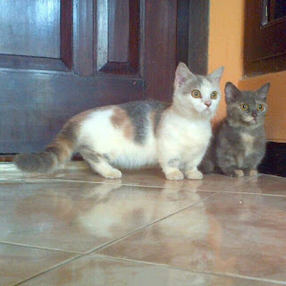 kucing munchkin: KUCING MUNCHKIN