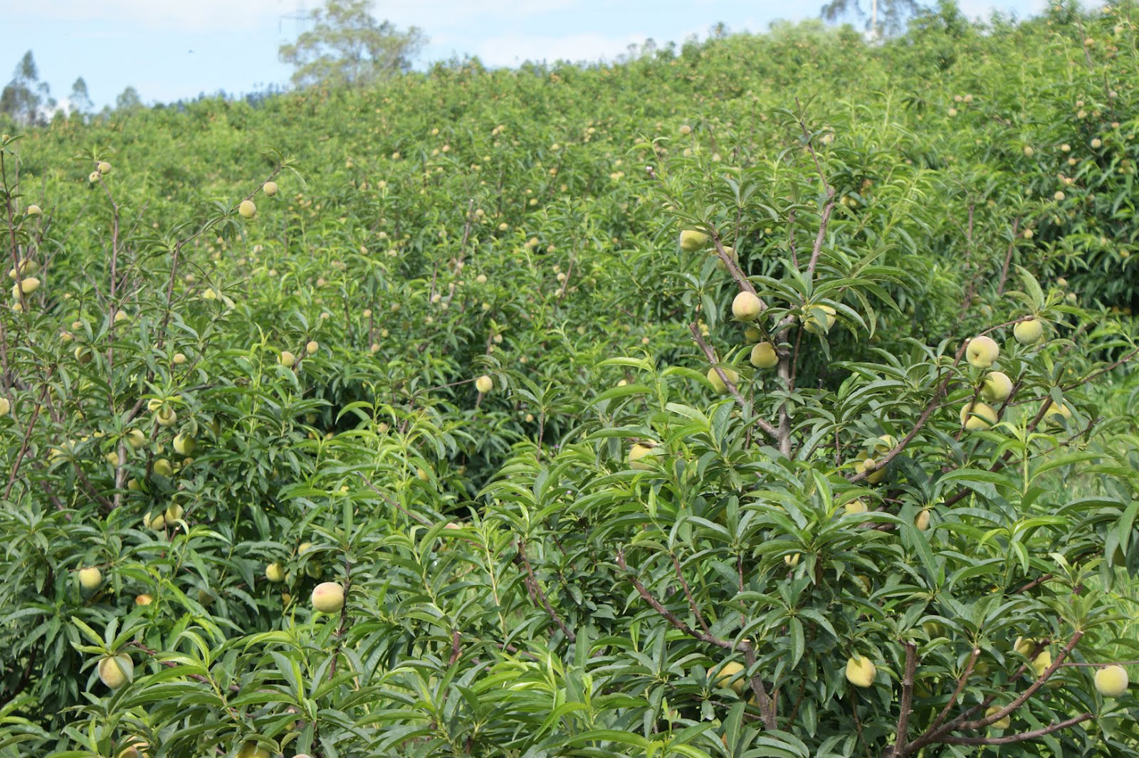 Agrícola: EL CULTIVO DEL DURAZNERO, UNA ALTERNATIVA PROMISORIA PARA LA ...