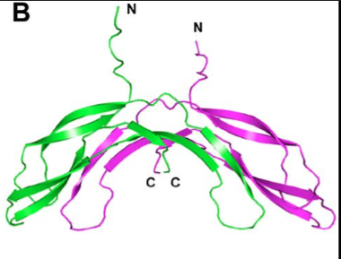 Norrie Disease - In Search of Answers: The genetic lottery