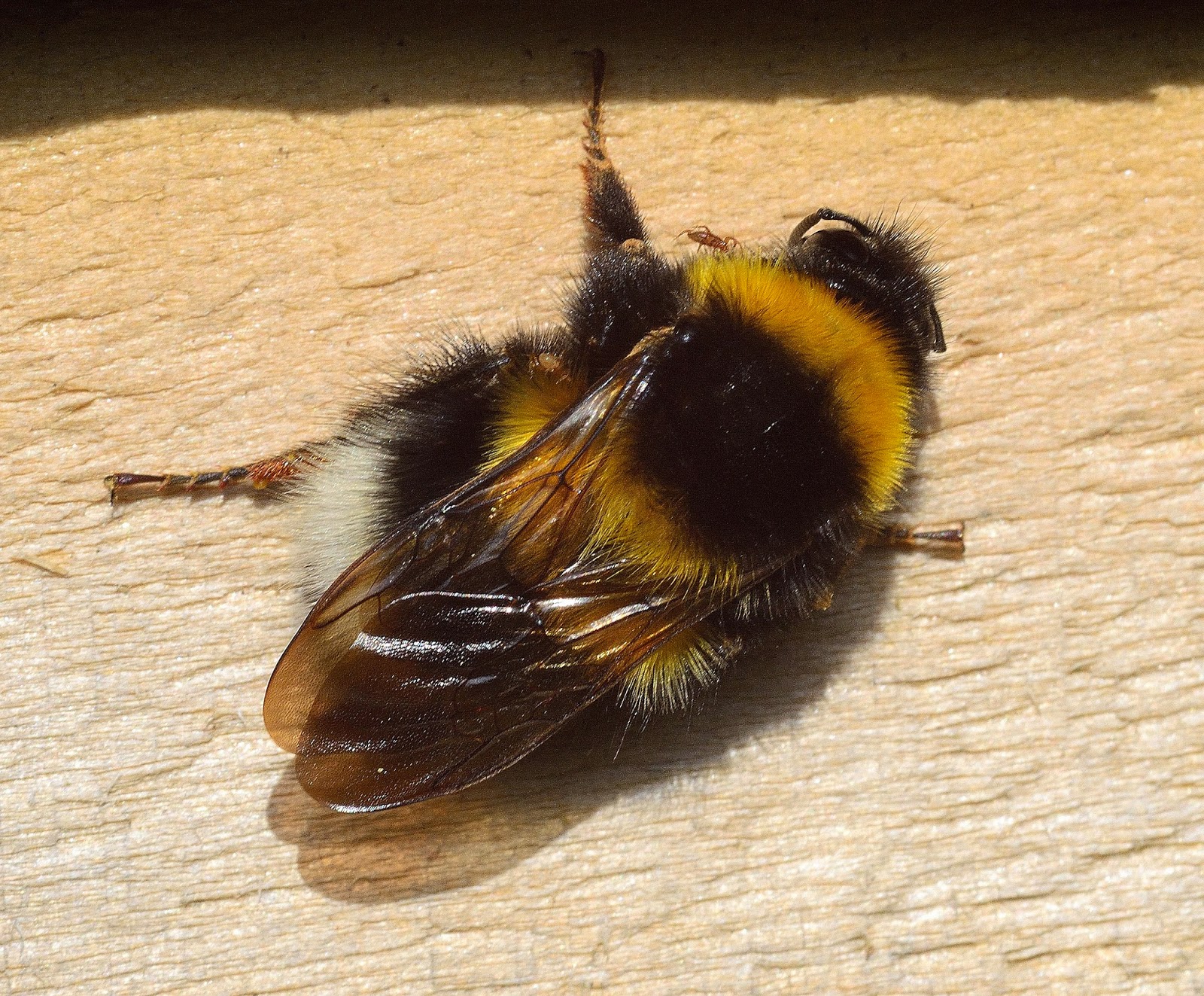 Wight Bumblees: Bombus hortorum or Bombus jonellus