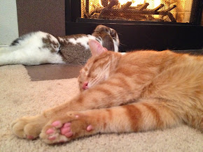 EverAfter Rabbits: Pododermatitis (Sore Hocks) in Rabbits