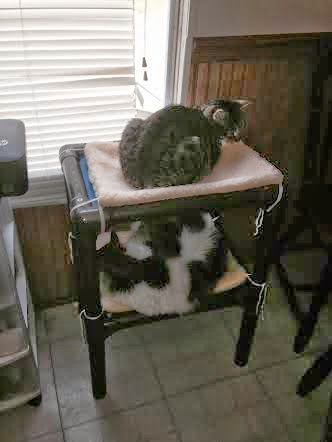 Kuranda Cat Tower Review | Stacey's Reviews