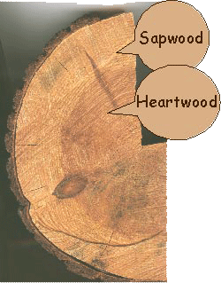 Mrs. Remis' Science Blog - 5th Grade: TREES