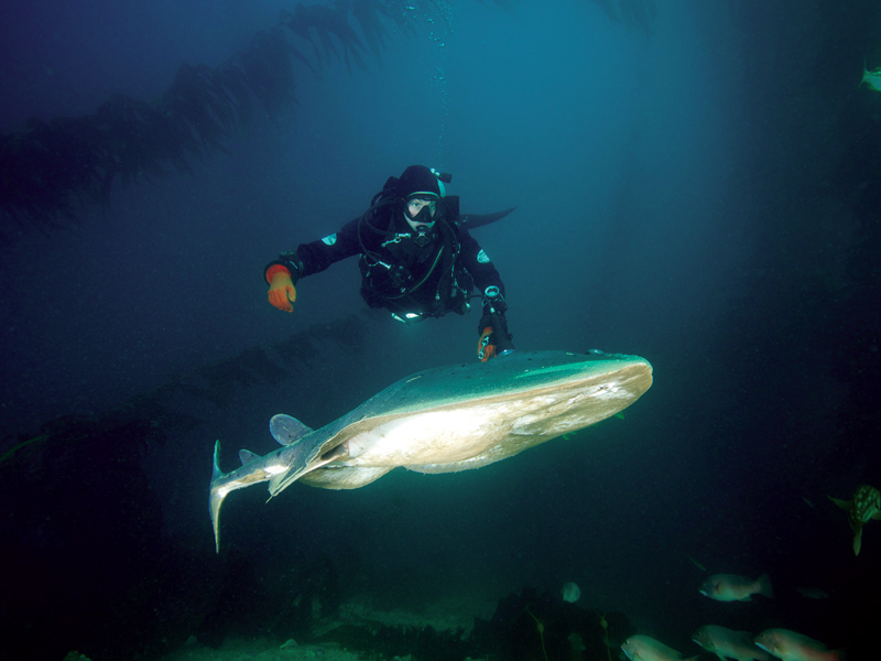 Star-Gazy Pie: BATOIDS: Curiously Strong Fish