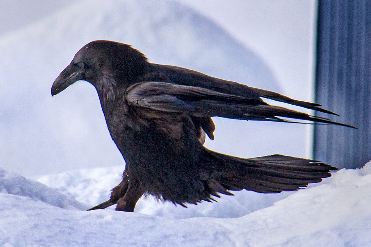 Fra Limfjordens bredder...: Dagens ravn