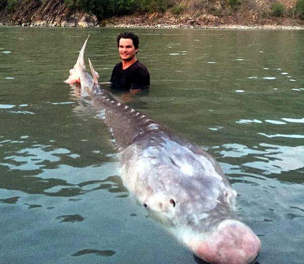 Pig Nose Fish : the legendary Canadian sturgeon caught in British ...