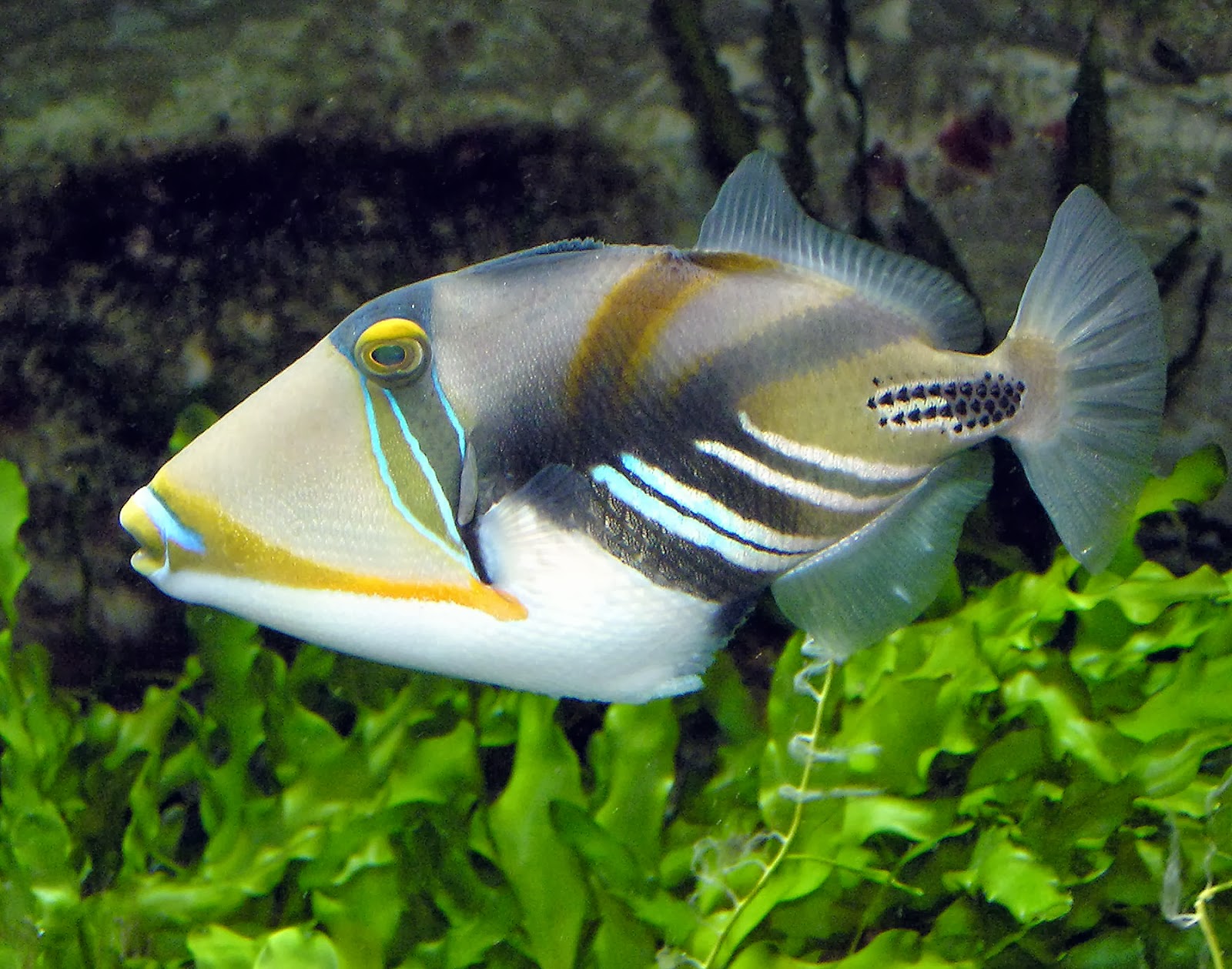 Careful with the Picasso Trigger Fish