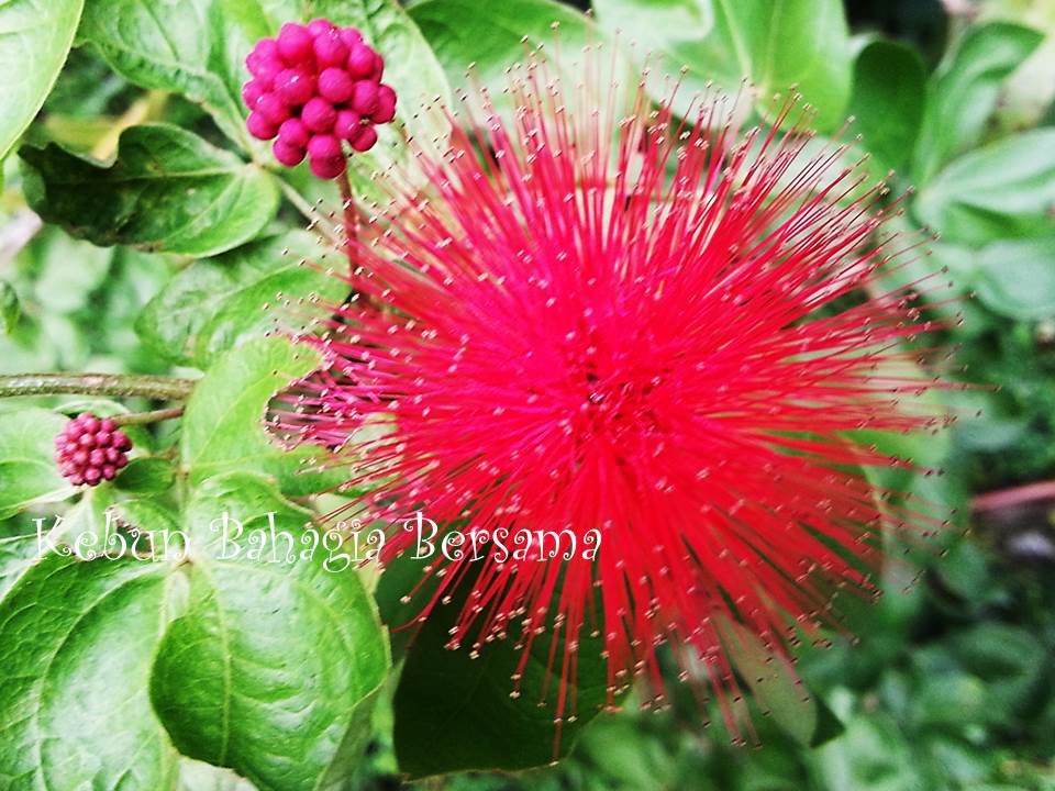 Kebun Bahagia Bersama: Red Powder Puff (Calliandra haematocephala)