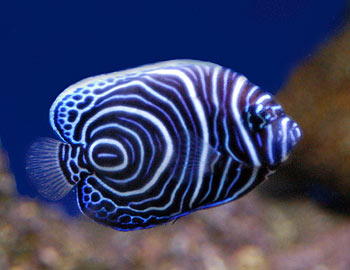 Fish Information Blog: Angelfish : Knowing Characteristics and Breeding ...