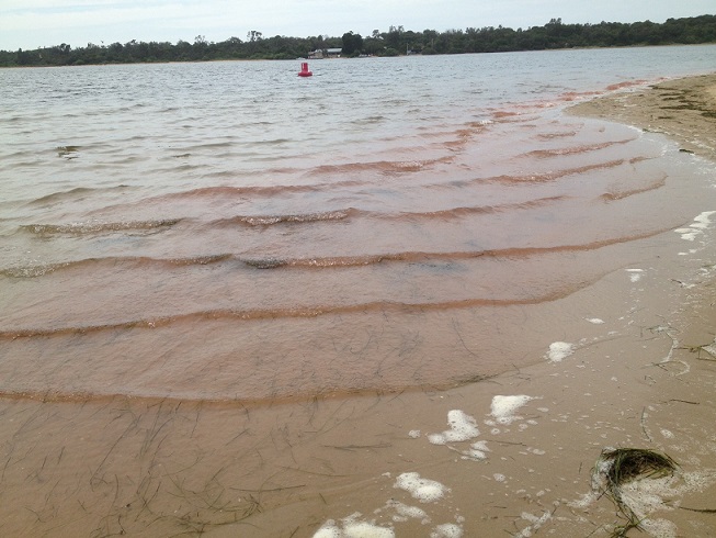 Weekly news: Red algae in the Lakes