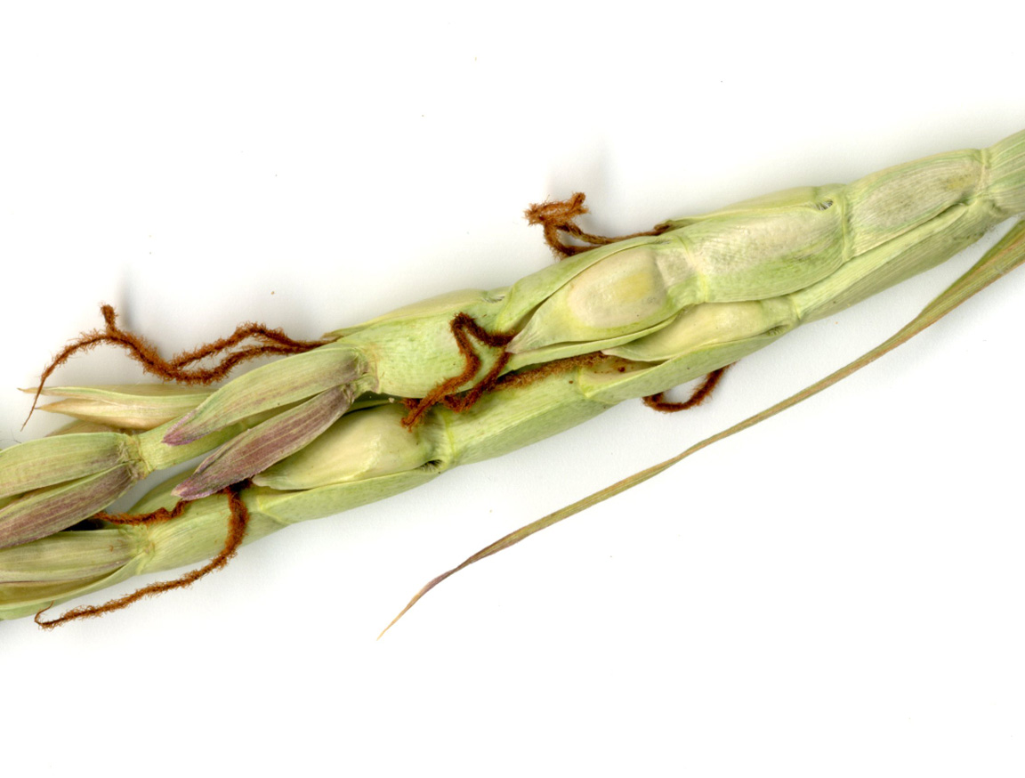 The Creek Journal: Grass (Part One of Near-Infinity)