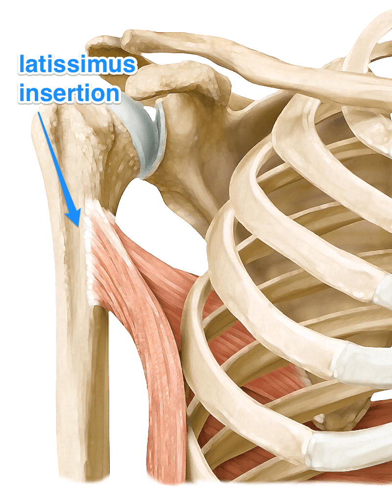 Shoulder / ПЛЕЧИ: The Latissimus Dorsi Muscle