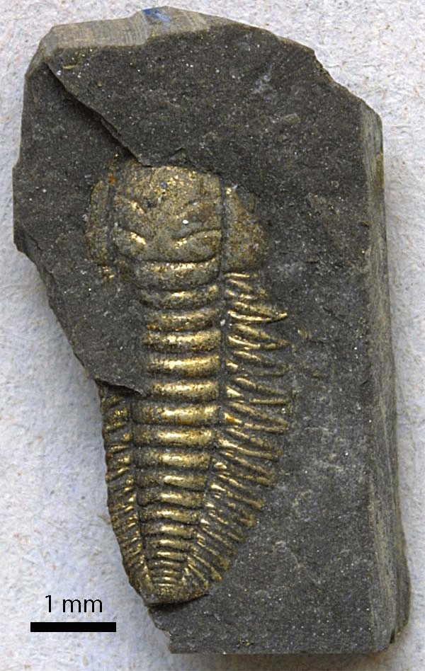 Beecher Trilobite Beds ~ Hudson Valley Geologist
